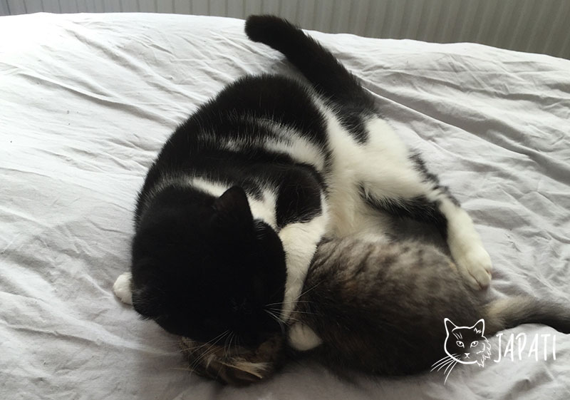 Schattig filmpje van spelende katten | Blog | japati